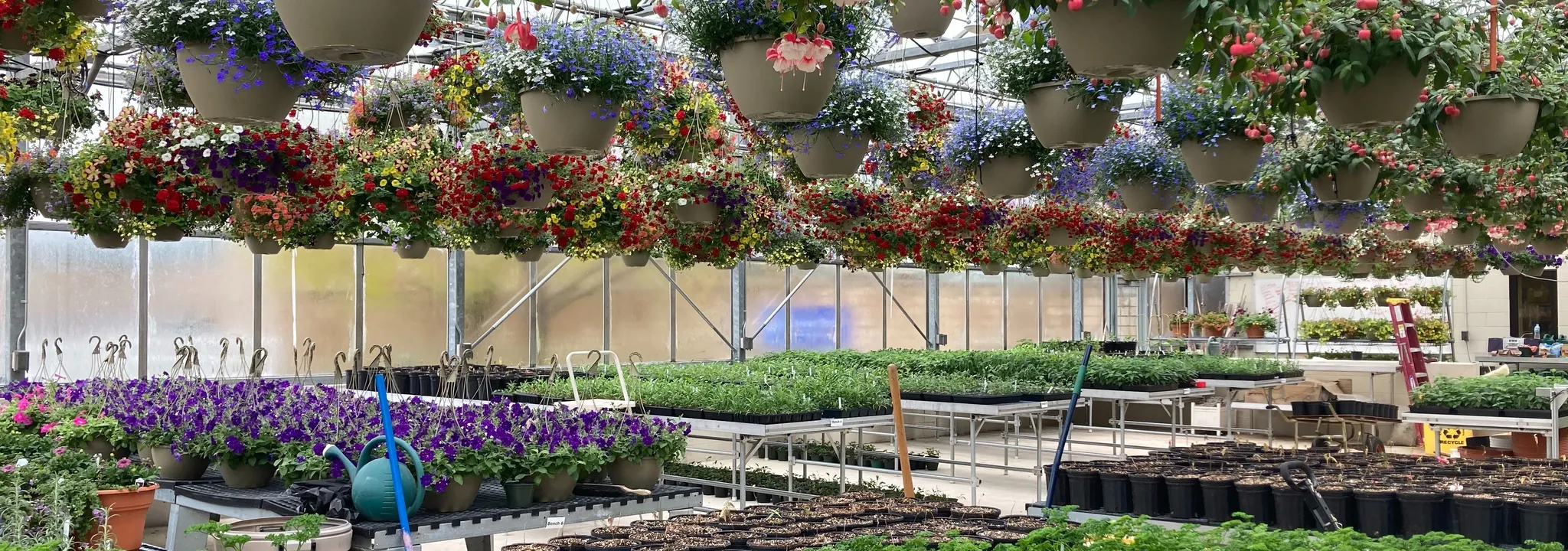 Plant Sale 2025 - North Ed FFA Chapter - Cheddar Up